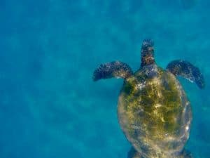 Green Sea Turtles | Hawaiian Marine Life