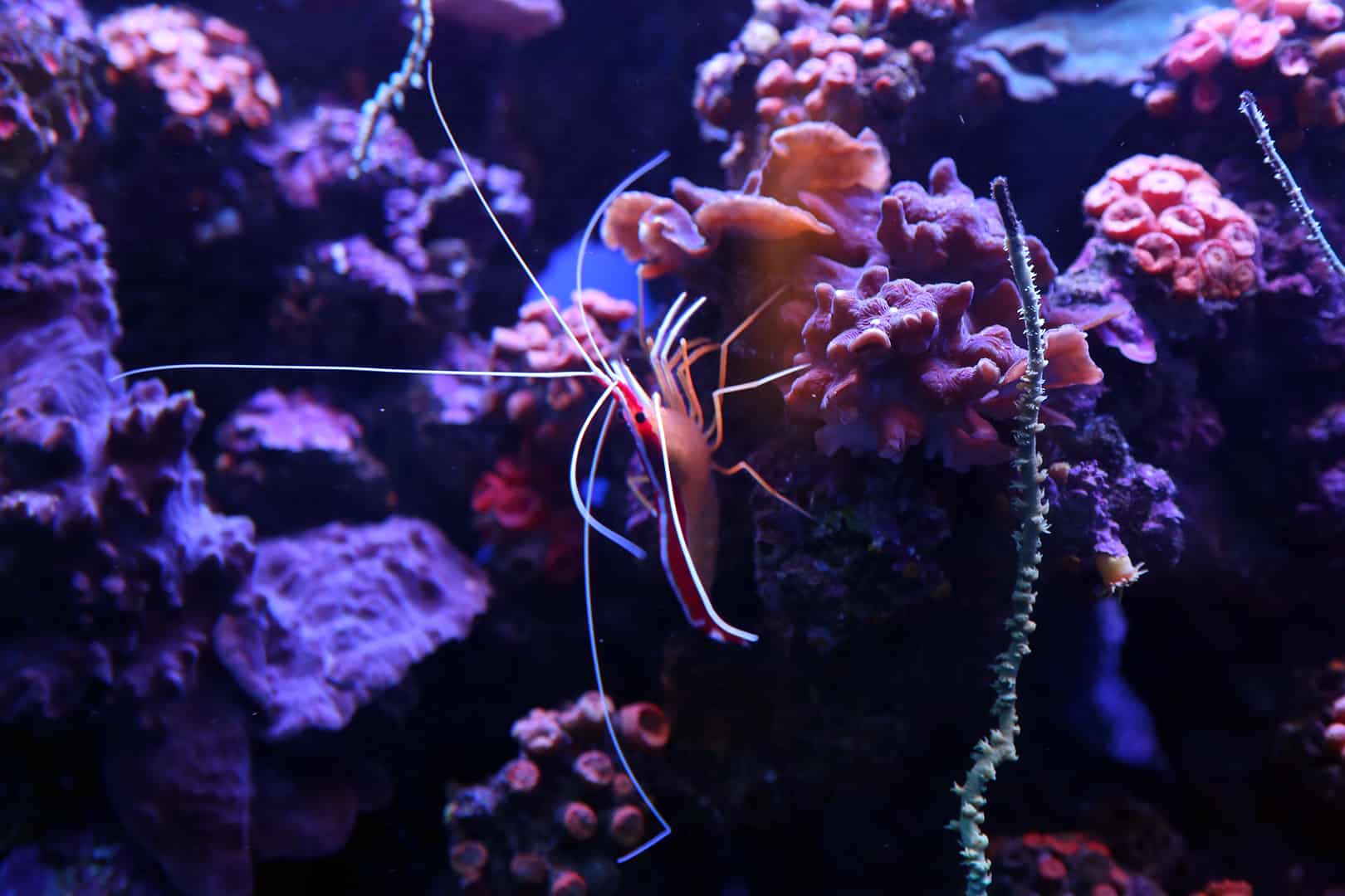 Ocean Crustaceans