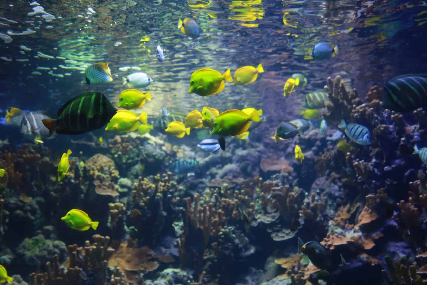 Exhibits | Maui Ocean Center