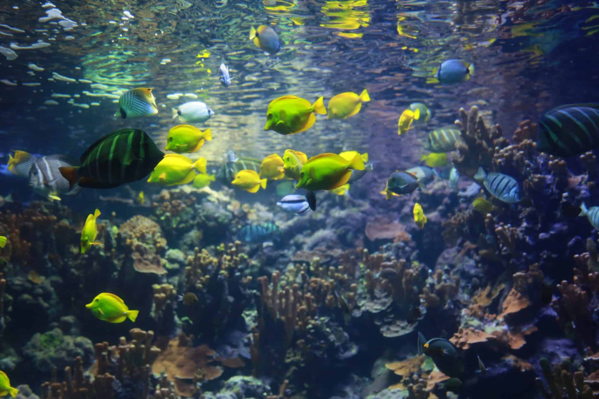 Exhibits | Maui Ocean Center