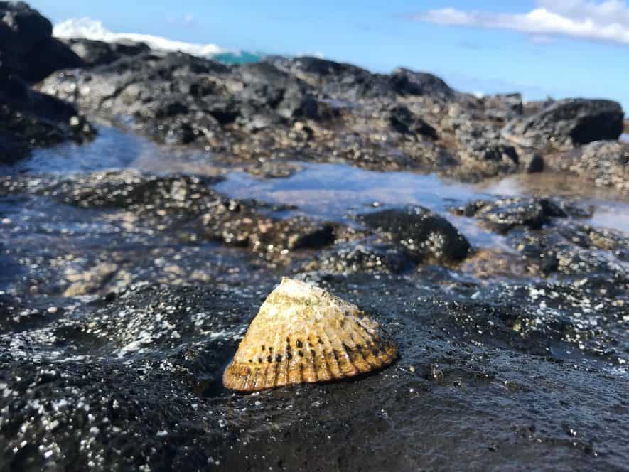 ‘Opihi Treasured as a Cultural Delicacy - Maui Ocean Center