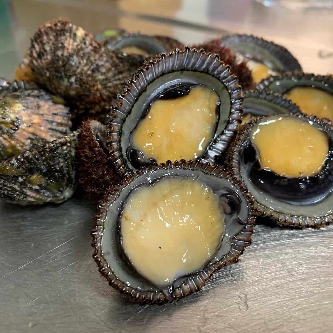 ‘Opihi Treasured as a Cultural Delicacy - Maui Ocean Center