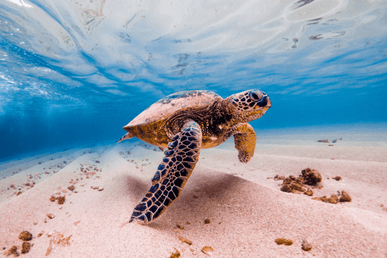Hawai'i's Marine Life - Maui Ocean Center