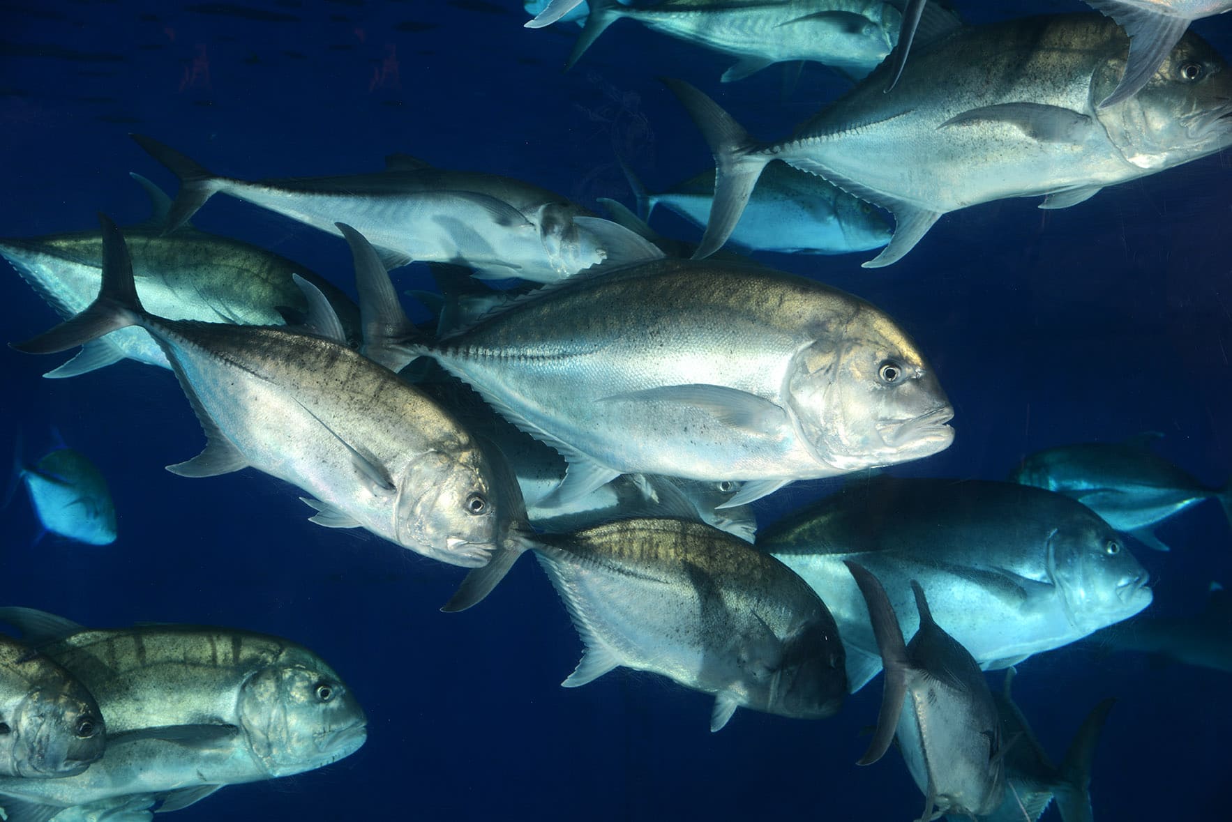 Giant Trevally | Hawaiian Marine LIfe
