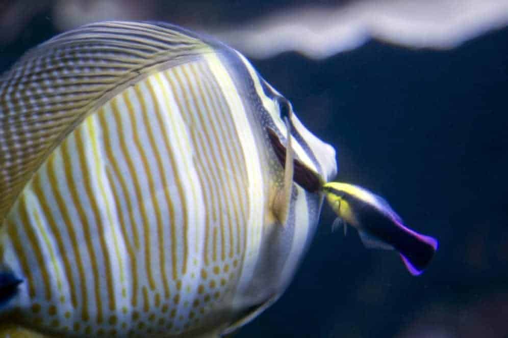 Cleaner Wrasse | Hawaiian Marine Life