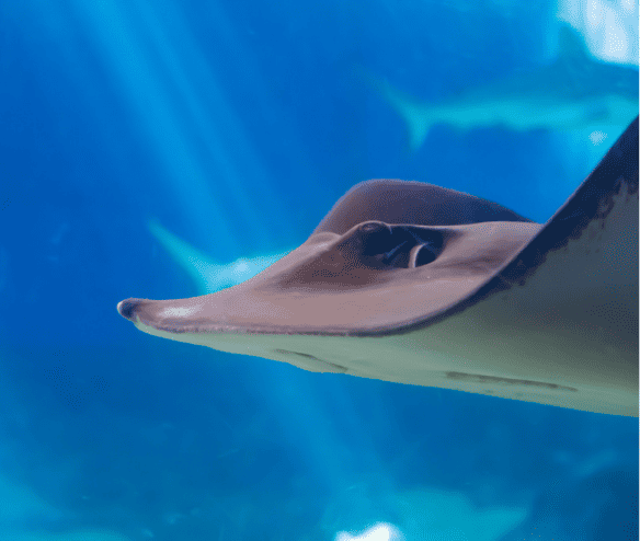 Maui Ocean Center | Aquarium of Hawai‘i | Encounter Hawai‘i's Marine Life