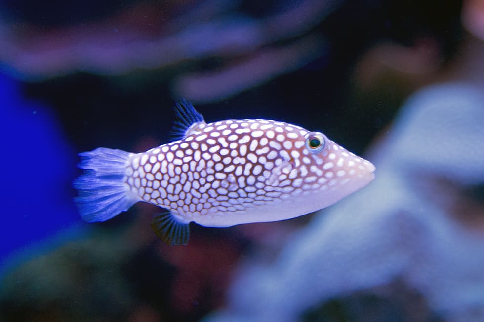The Whitespotted Toby | Hawaiian Marine Life