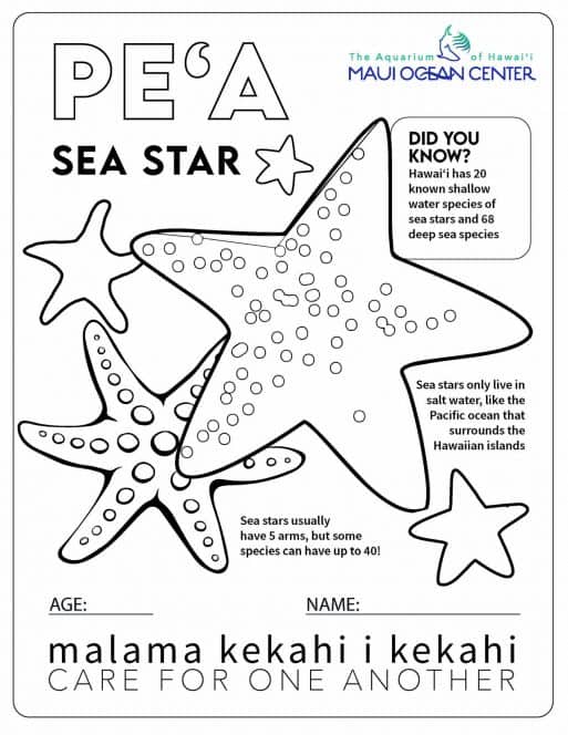 Ocean Education For Kids | Maui Ocean Center