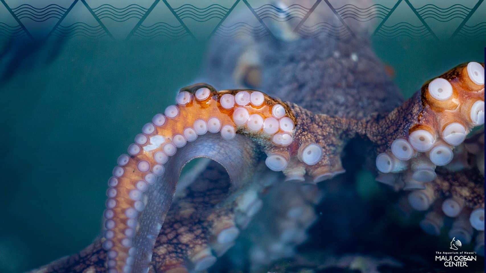 Ocean Education For Kids | Maui Ocean Center