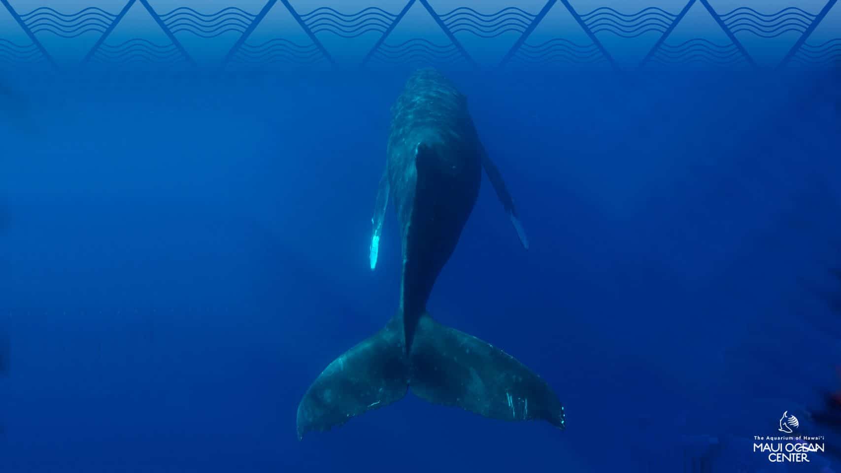 Ocean Education For Kids | Maui Ocean Center