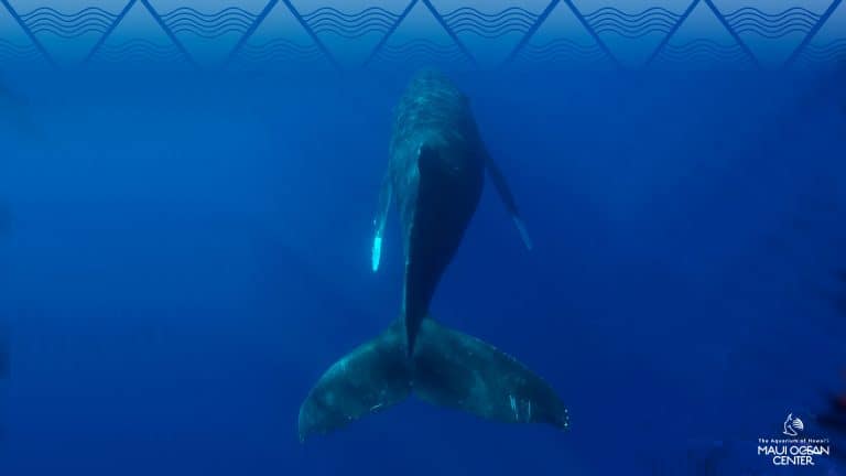 Ocean Education For Kids | Maui Ocean Center