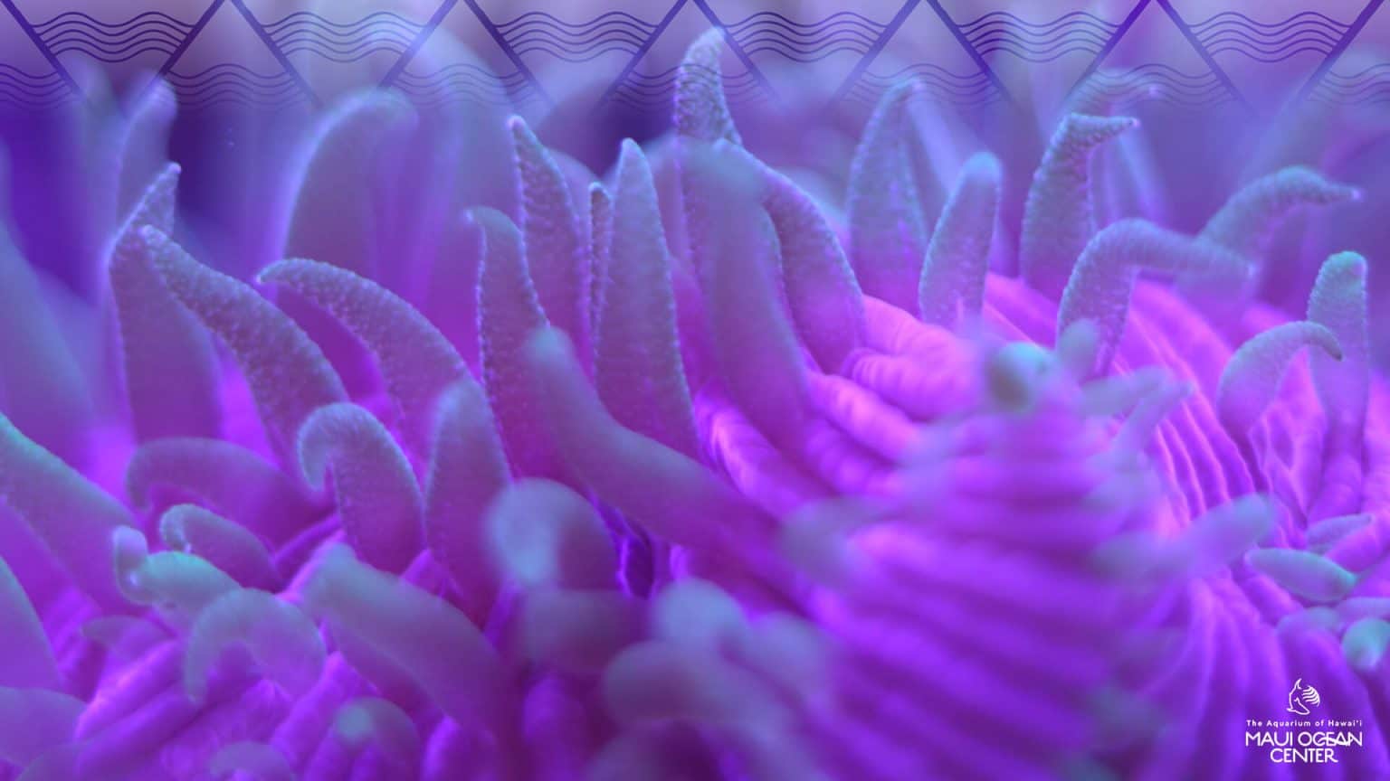 Ocean Education For Kids | Maui Ocean Center