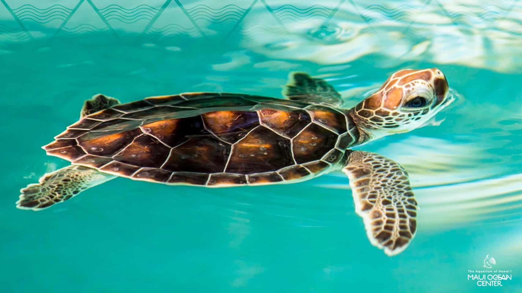 Ocean Education For Kids | Maui Ocean Center