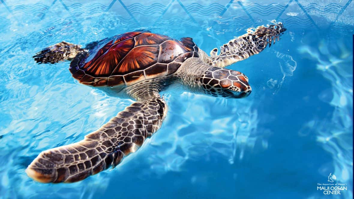 Ocean Education For Kids | Maui Ocean Center