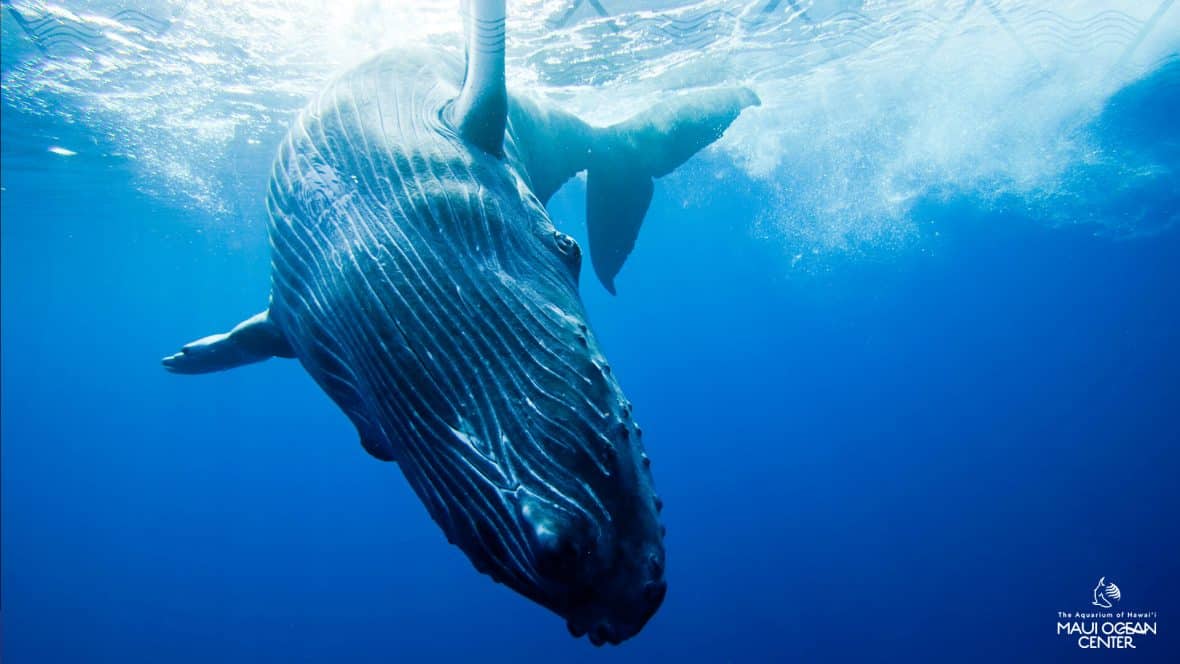 Ocean Education For Kids | Maui Ocean Center