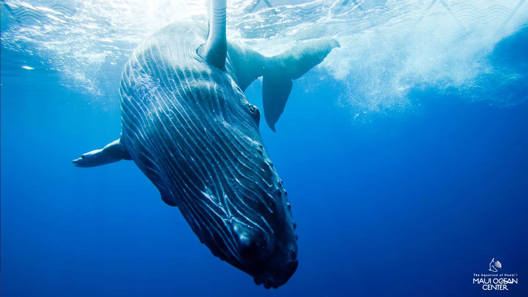 Ocean Education For Kids | Maui Ocean Center