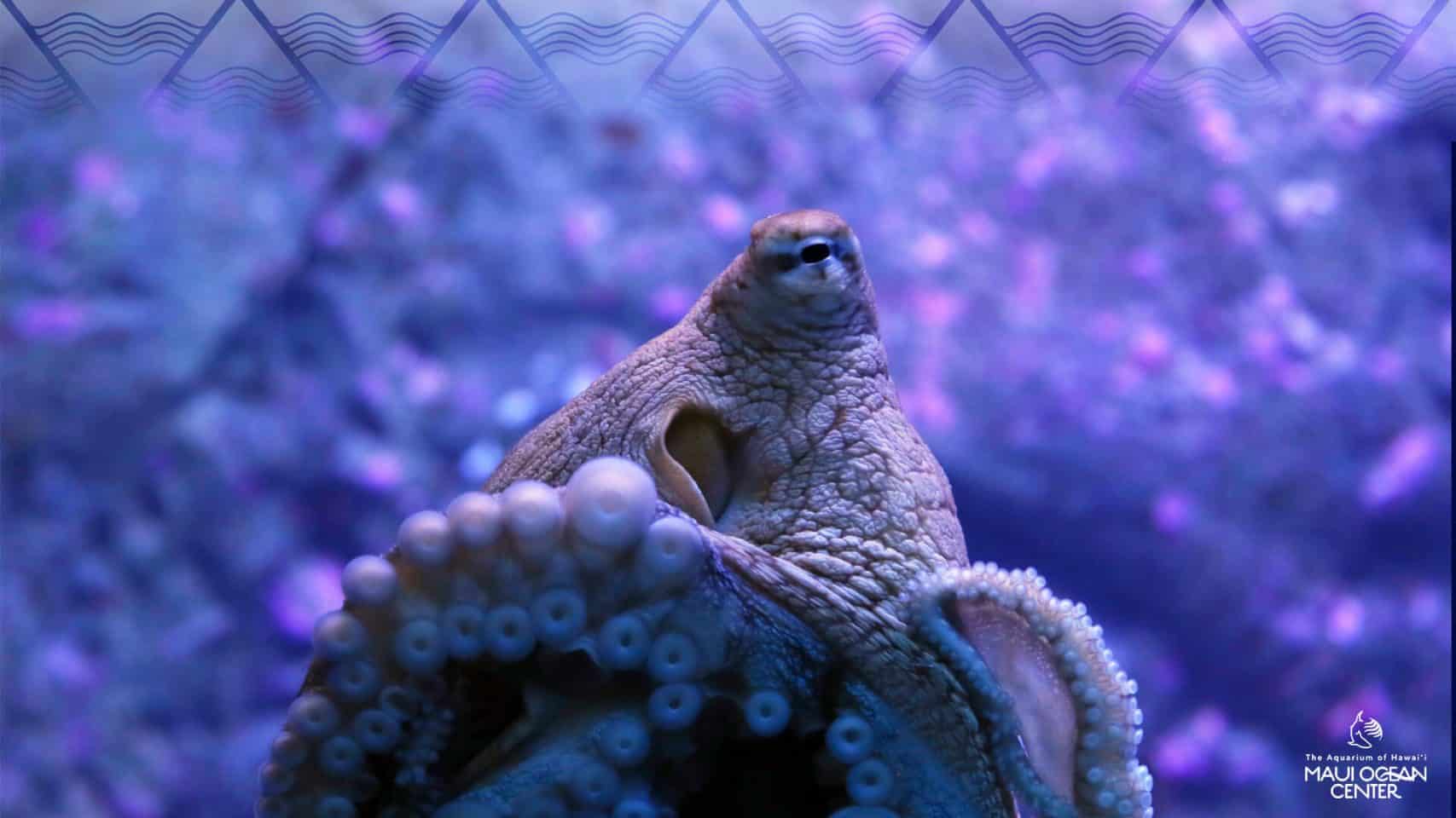 Ocean Education For Kids | Maui Ocean Center