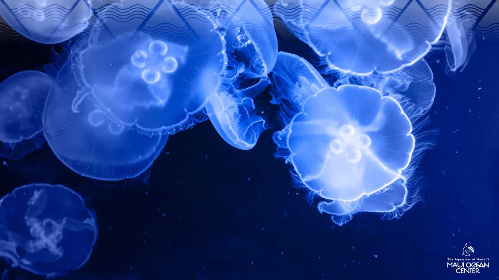 Ocean Education For Kids | Maui Ocean Center