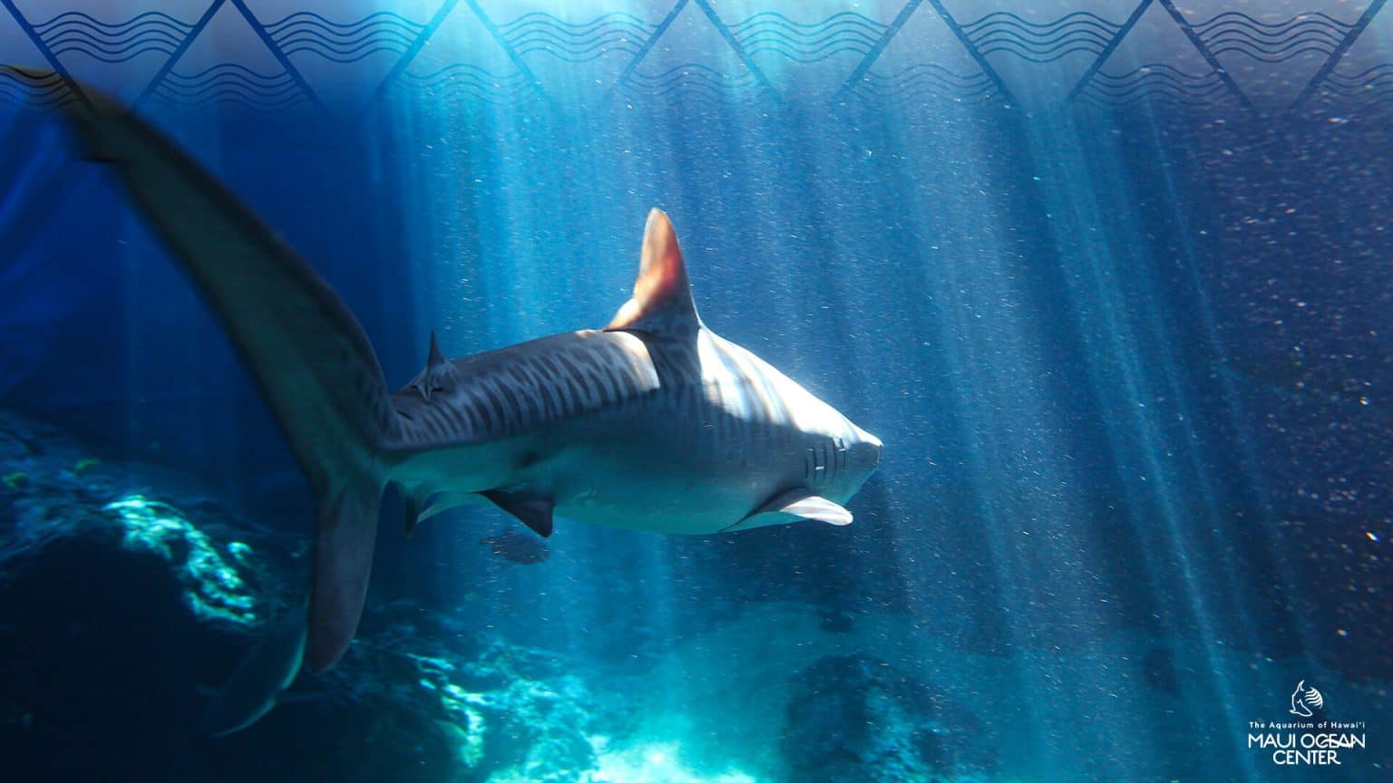 Ocean Education For Kids | Maui Ocean Center