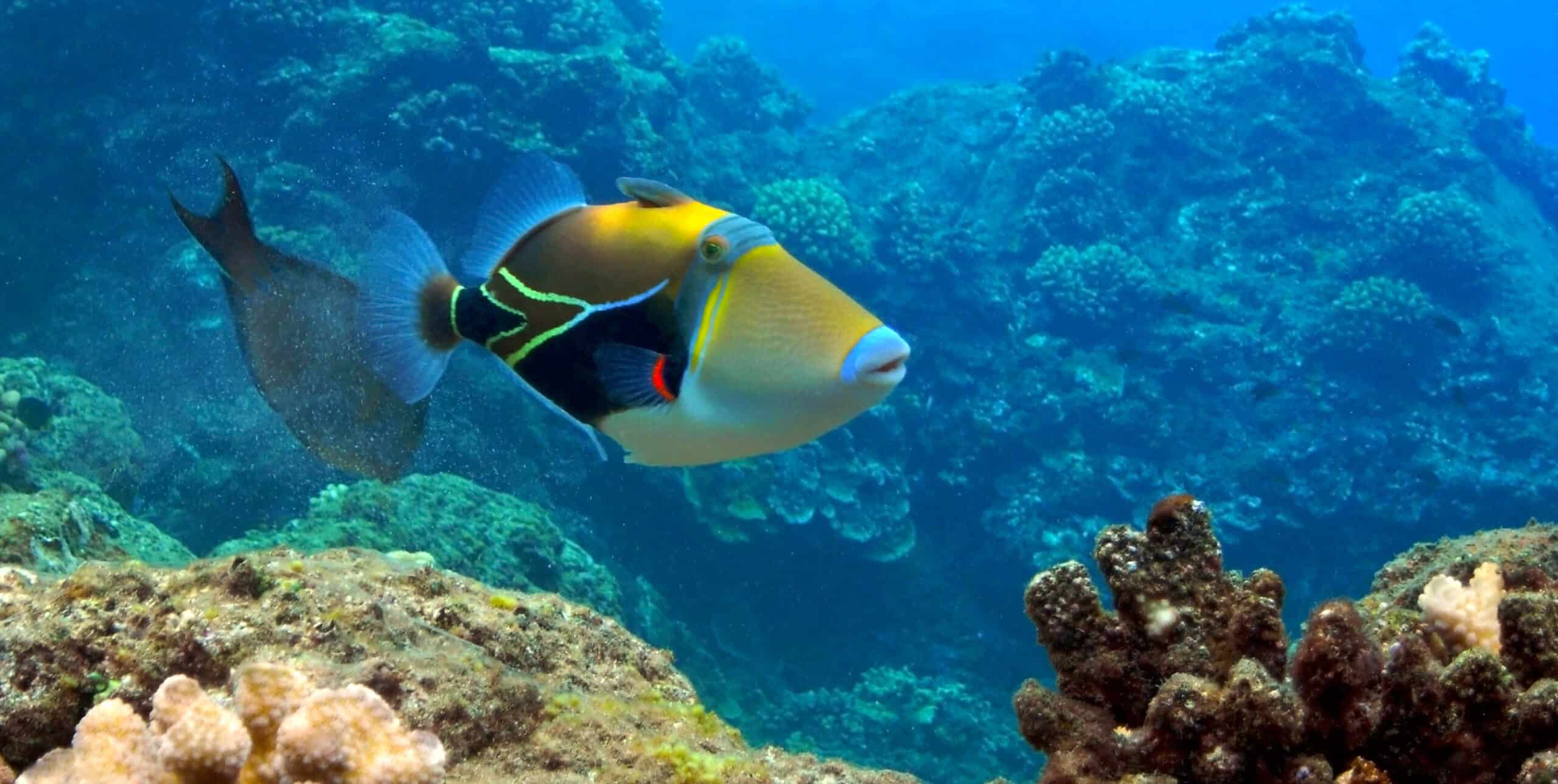 Reef Triggerfish - Maui Ocean Center