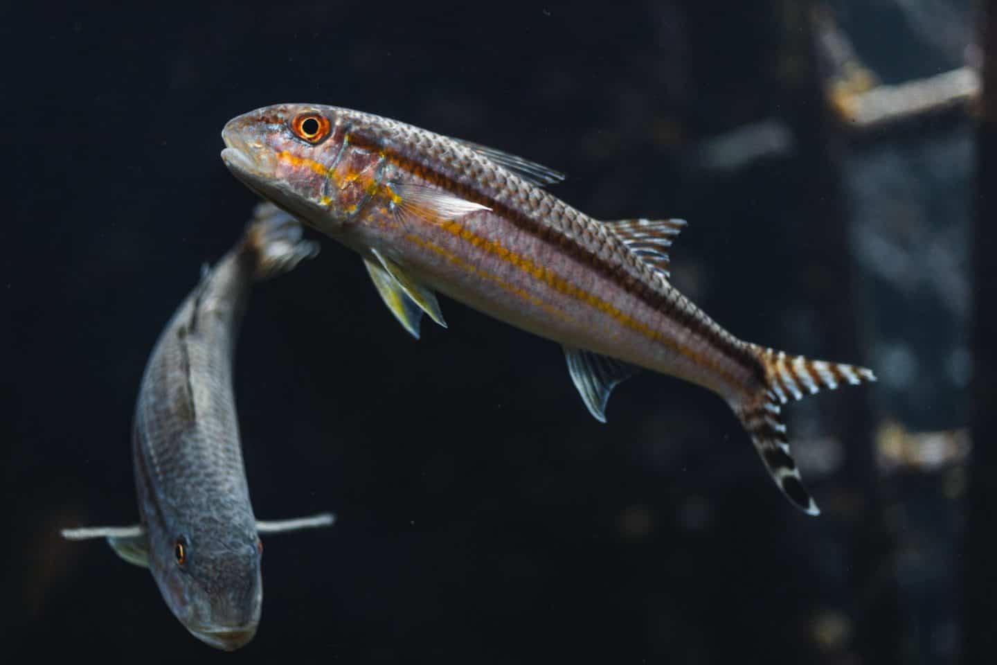 Spooky Sea Creature Facts for Halloween | Maui Ocean Center