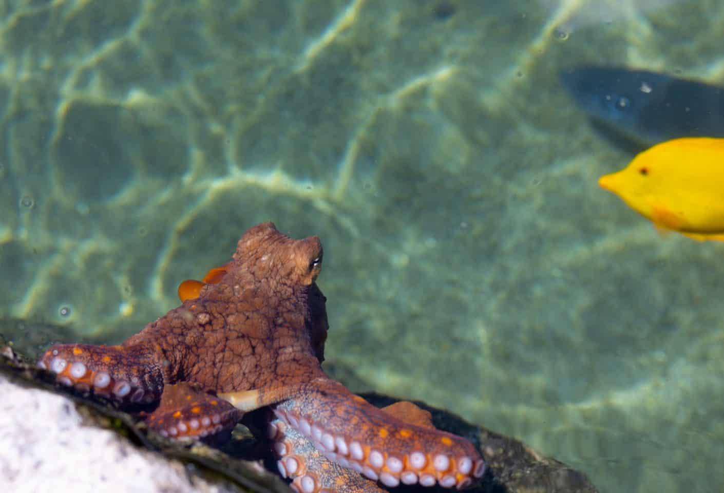 8 Tenti-cool Facts About The Octopus - Maui Ocean Center