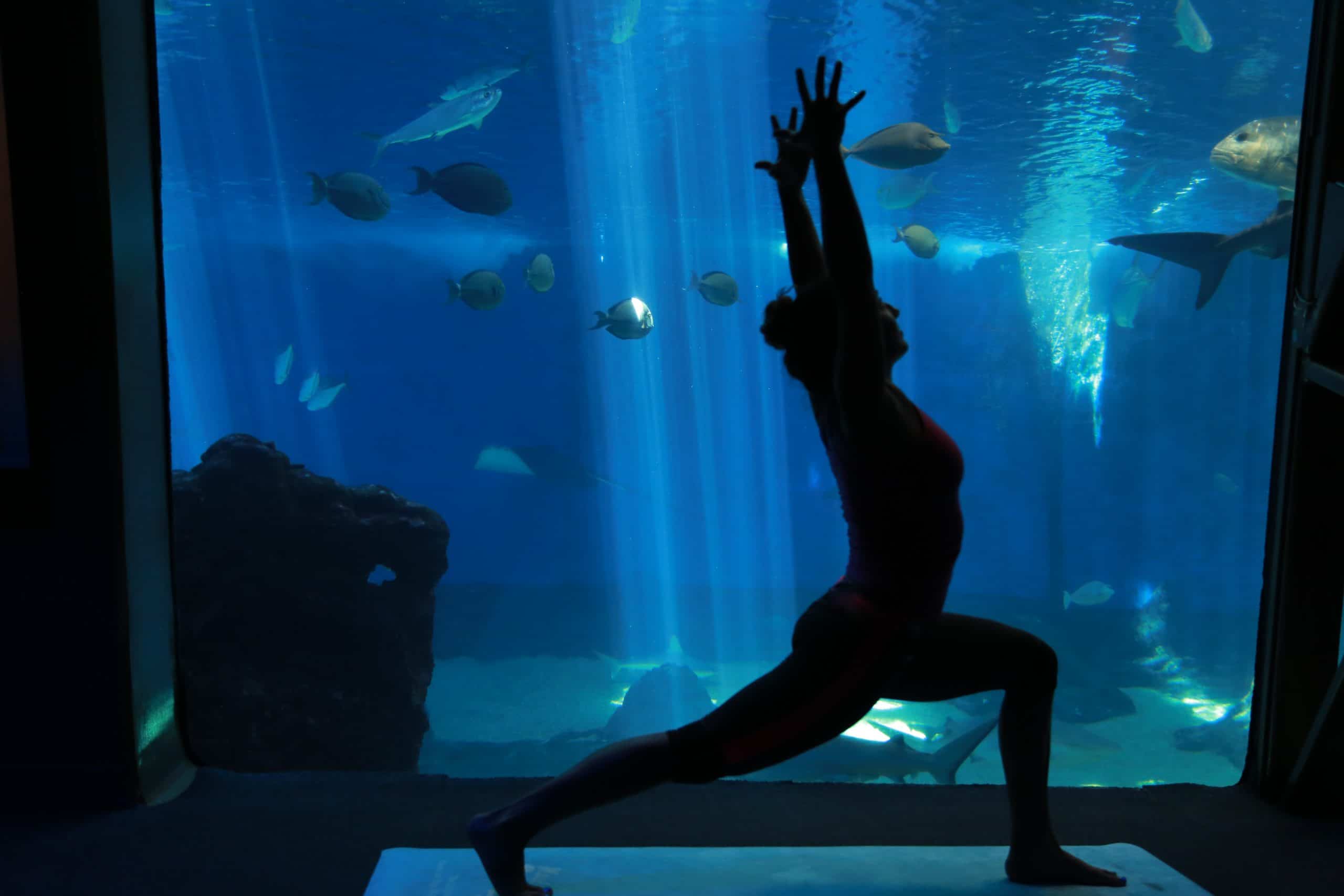 RELAX THIS HOLIDAY SEASON WITH YOGA IN MAUI OCEAN CENTER’S SERENE ...