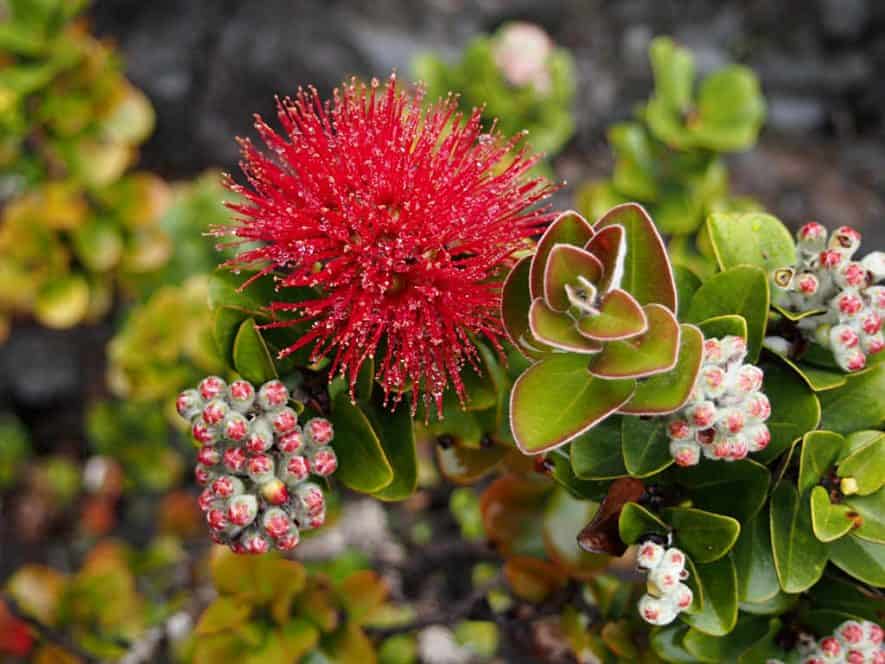 Hawai'i's Plant Life | Maui Ocean Center