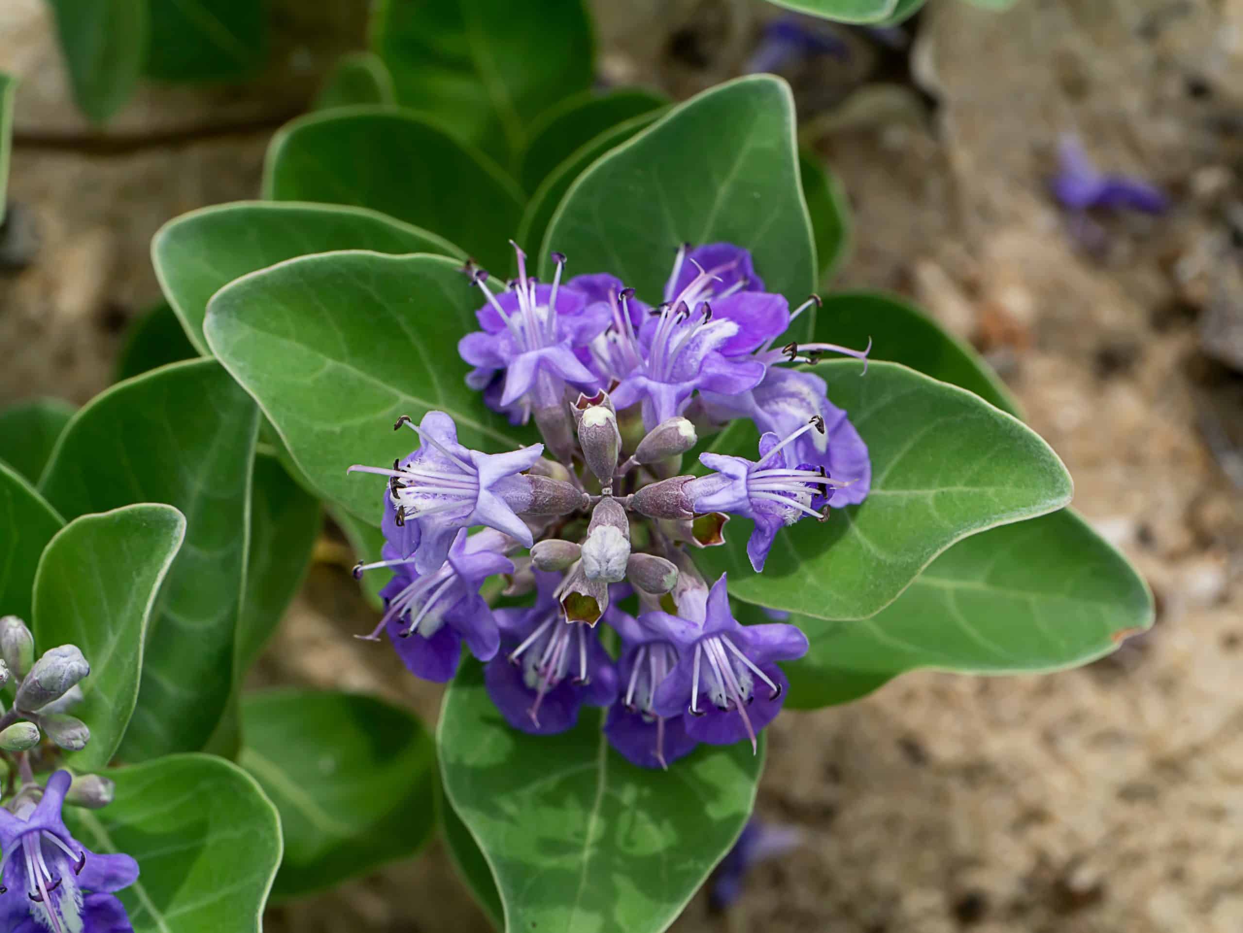 Pōhinahina (Beach Vitex) - Maui Ocean Center