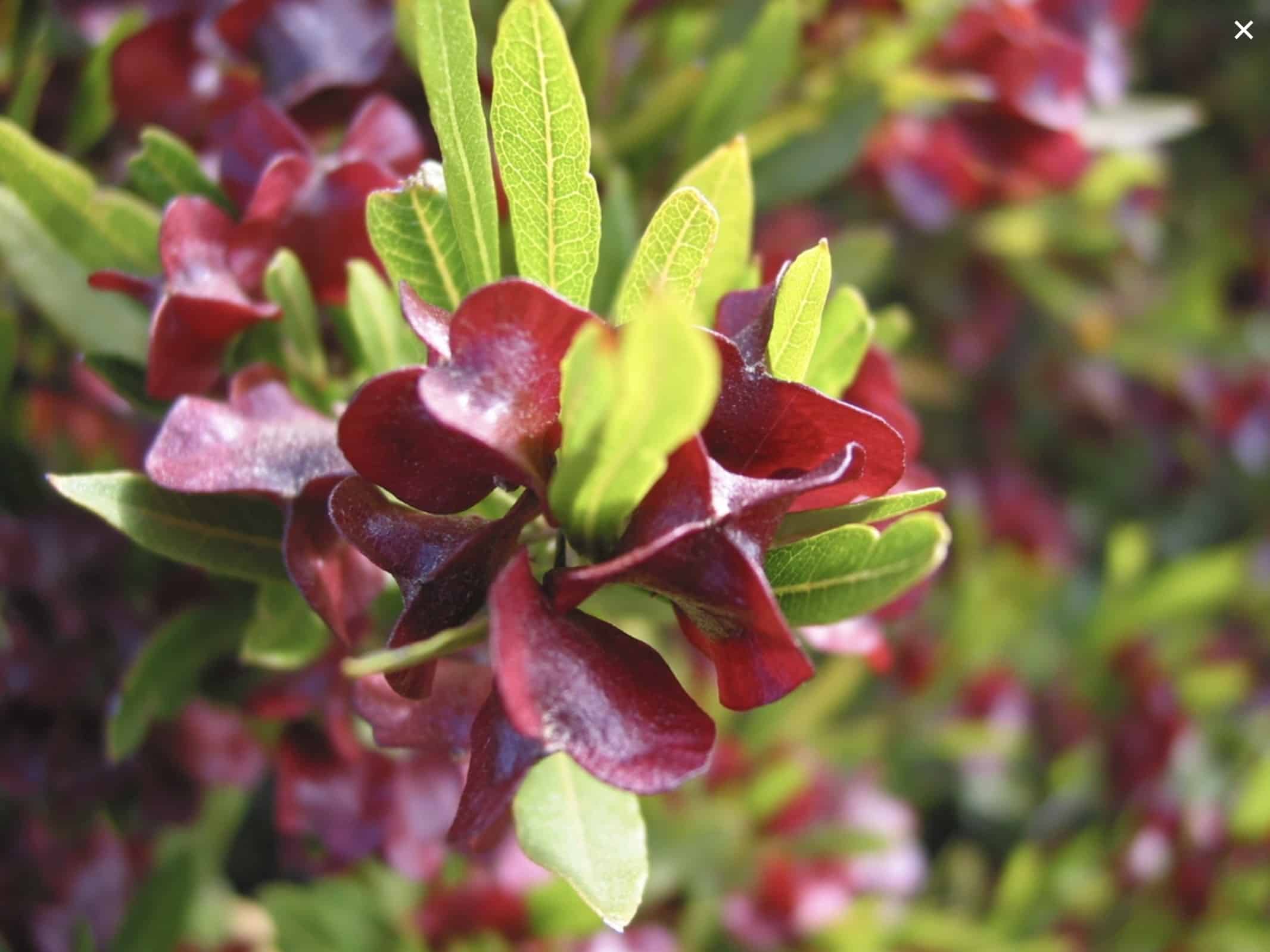 A'Ali'I | Hawiian Plant Life