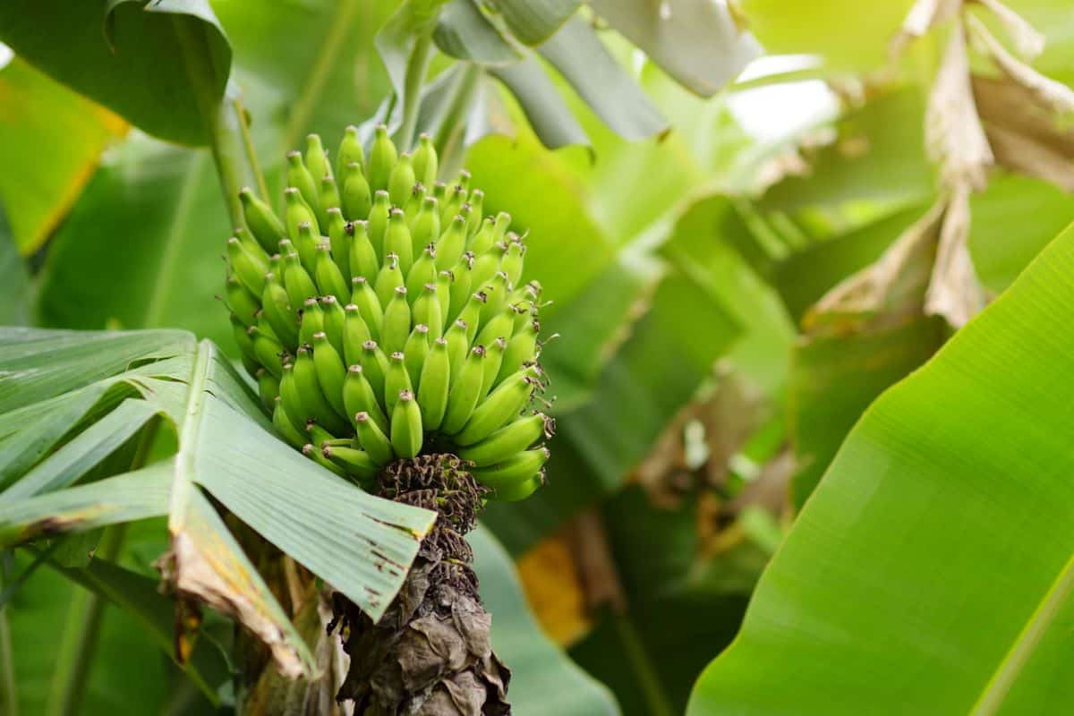 Mai'a Banana | Hawaiian Plant Life Mai'a Banana | Hawaiian Plant Life