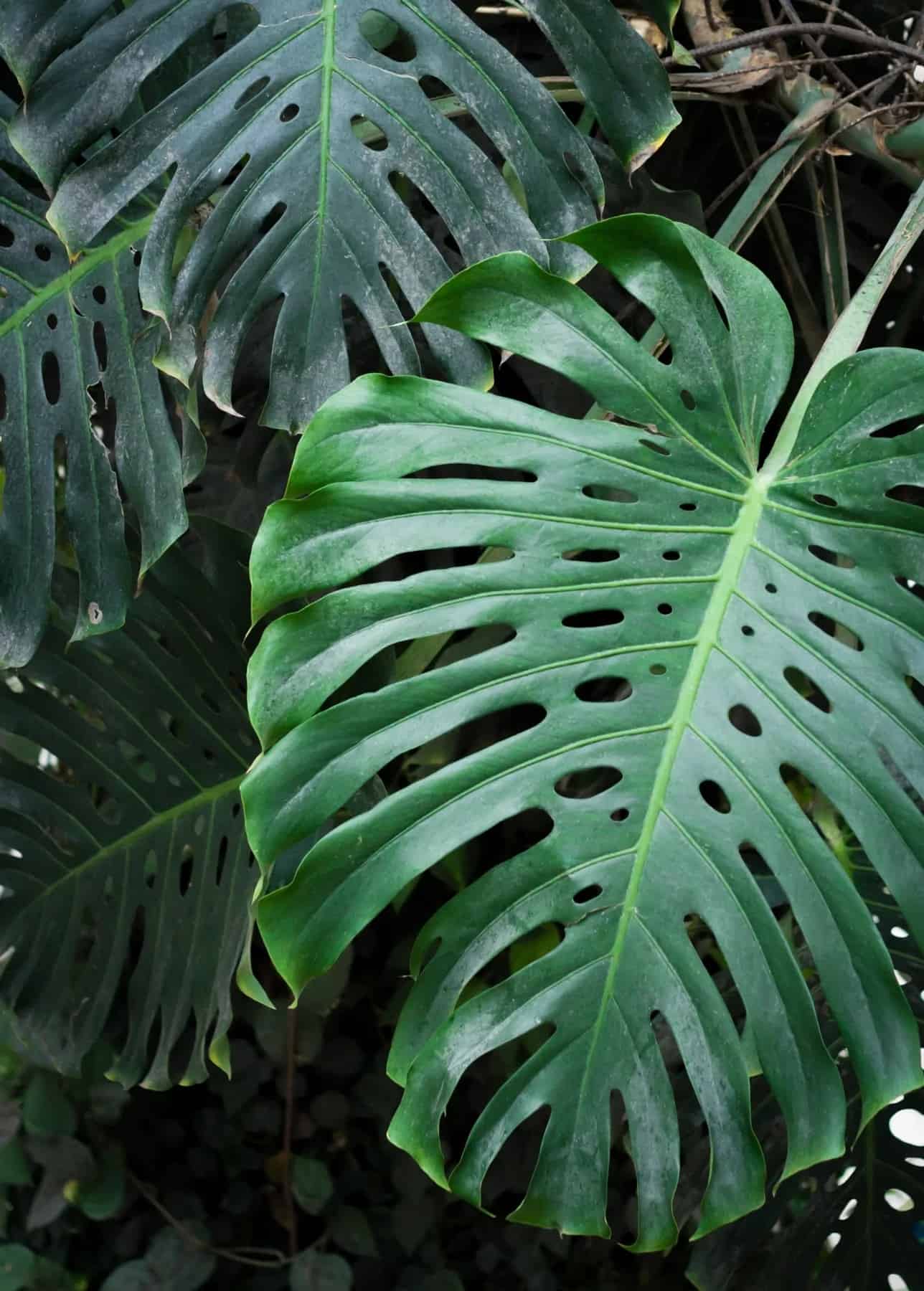 Monstera - Maui Ocean Center