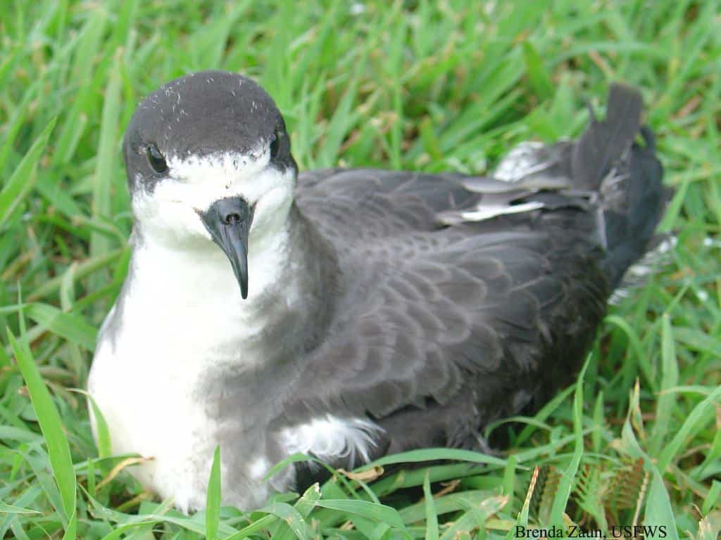 Hawaiian Petrel | Maui Ocean Center