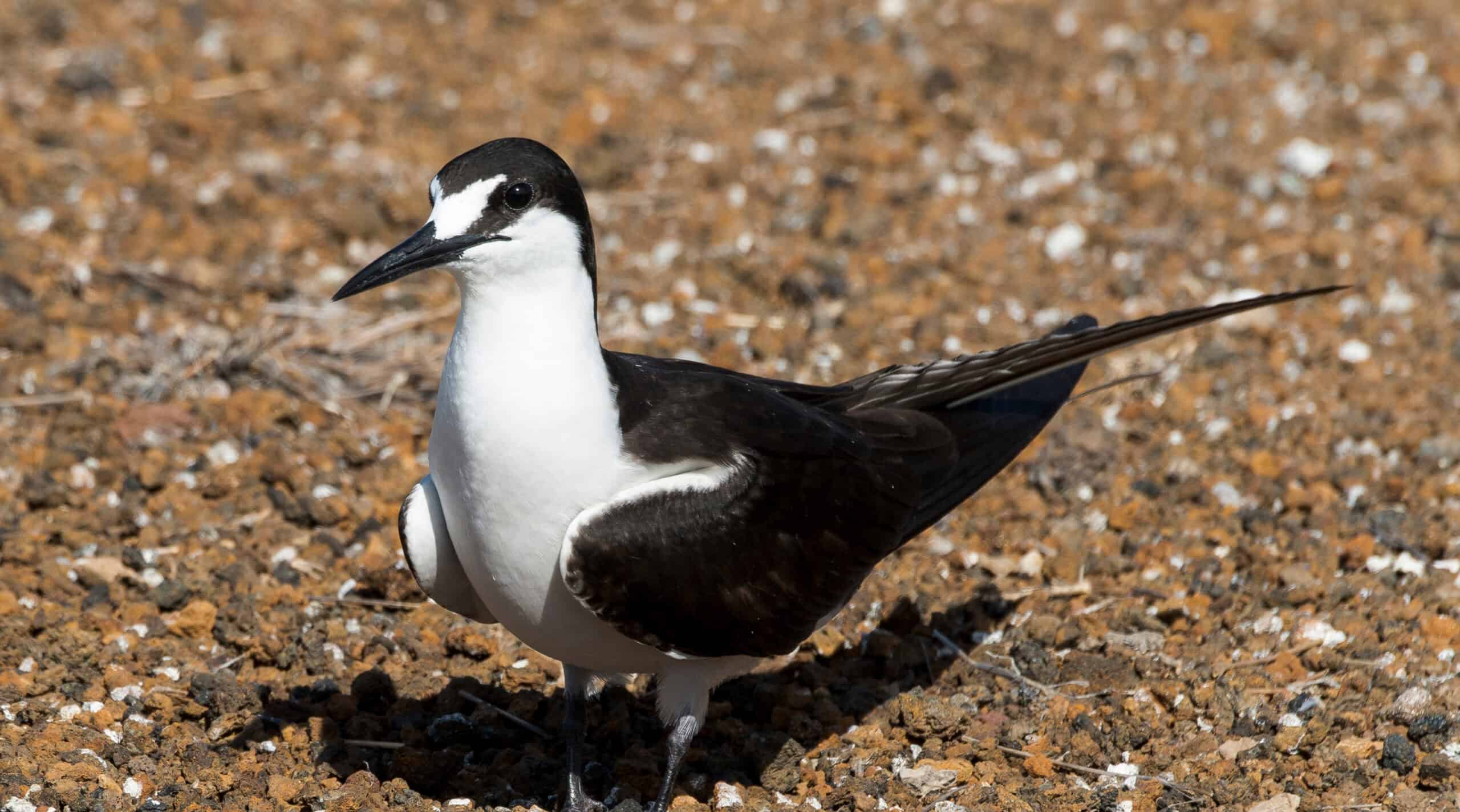 Sooty Tern | Maui Ocean Center