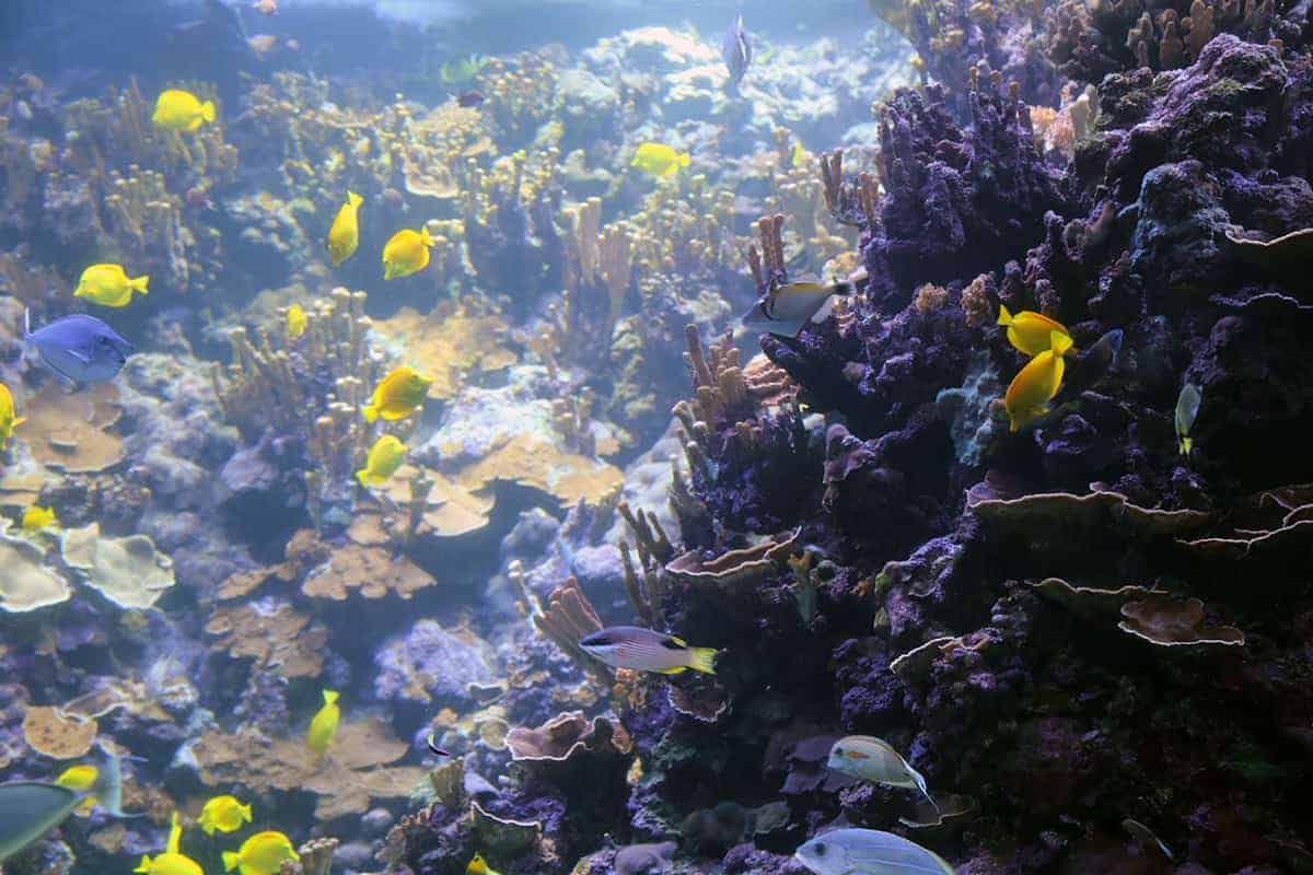 Our Living Reef Exhibit | Maui Ocean Center