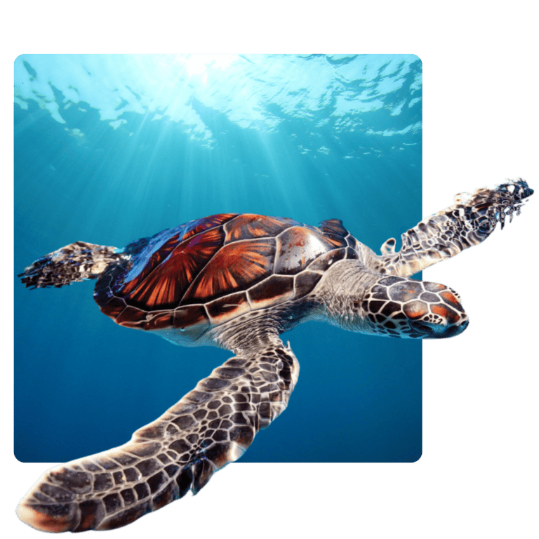 Secret Beaches of Maui | Maui Ocean Center